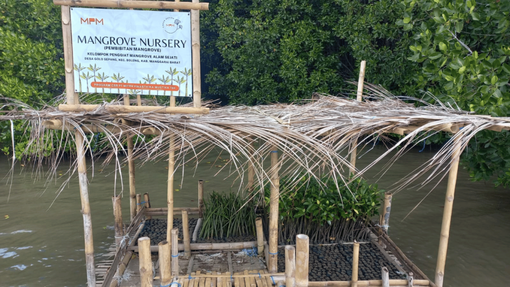 Pembangunan Mangrove Nursery (Pembibitan Mangrove) dan Tracking ...